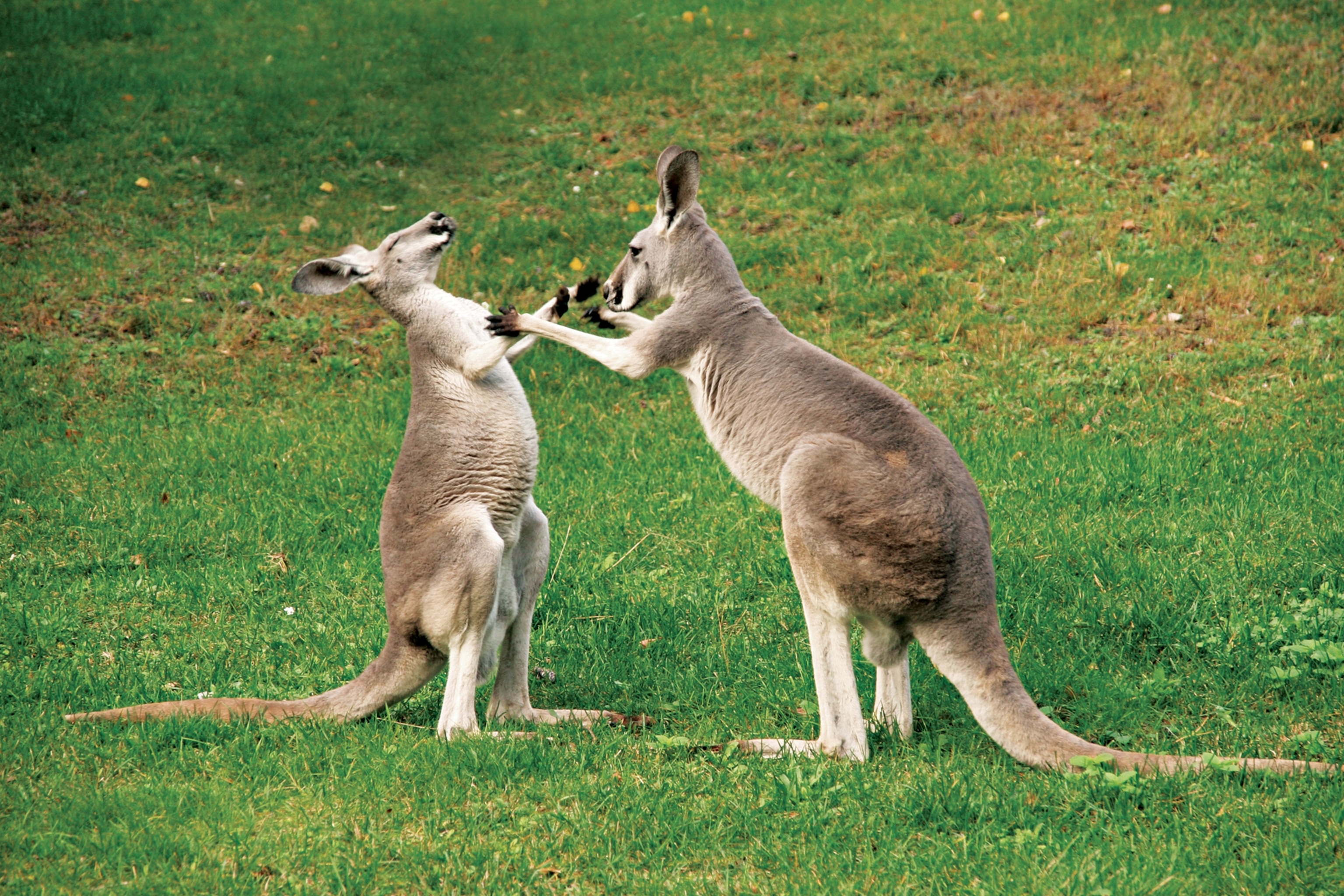 Animal Father Pictures - Animal Wallpapers - National Geographic