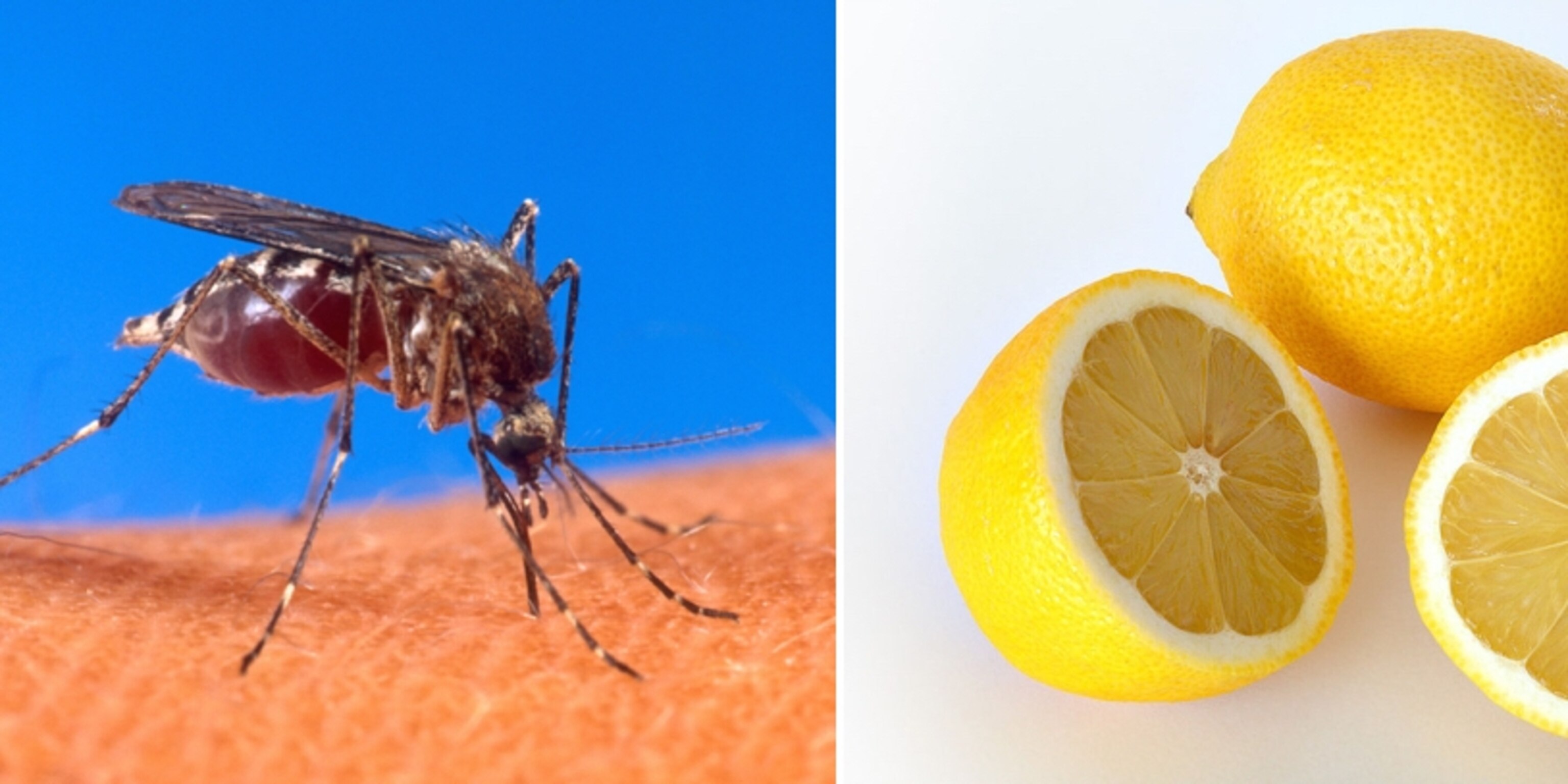 Lemon-Scented Malaria