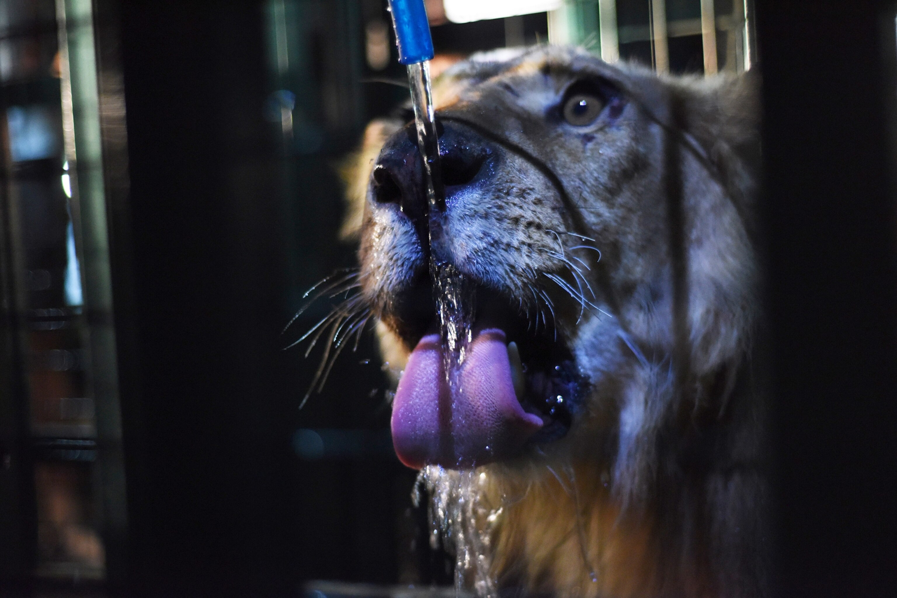 How Syrian Zoo Animals Were Rescued from War-Ravaged Aleppo
