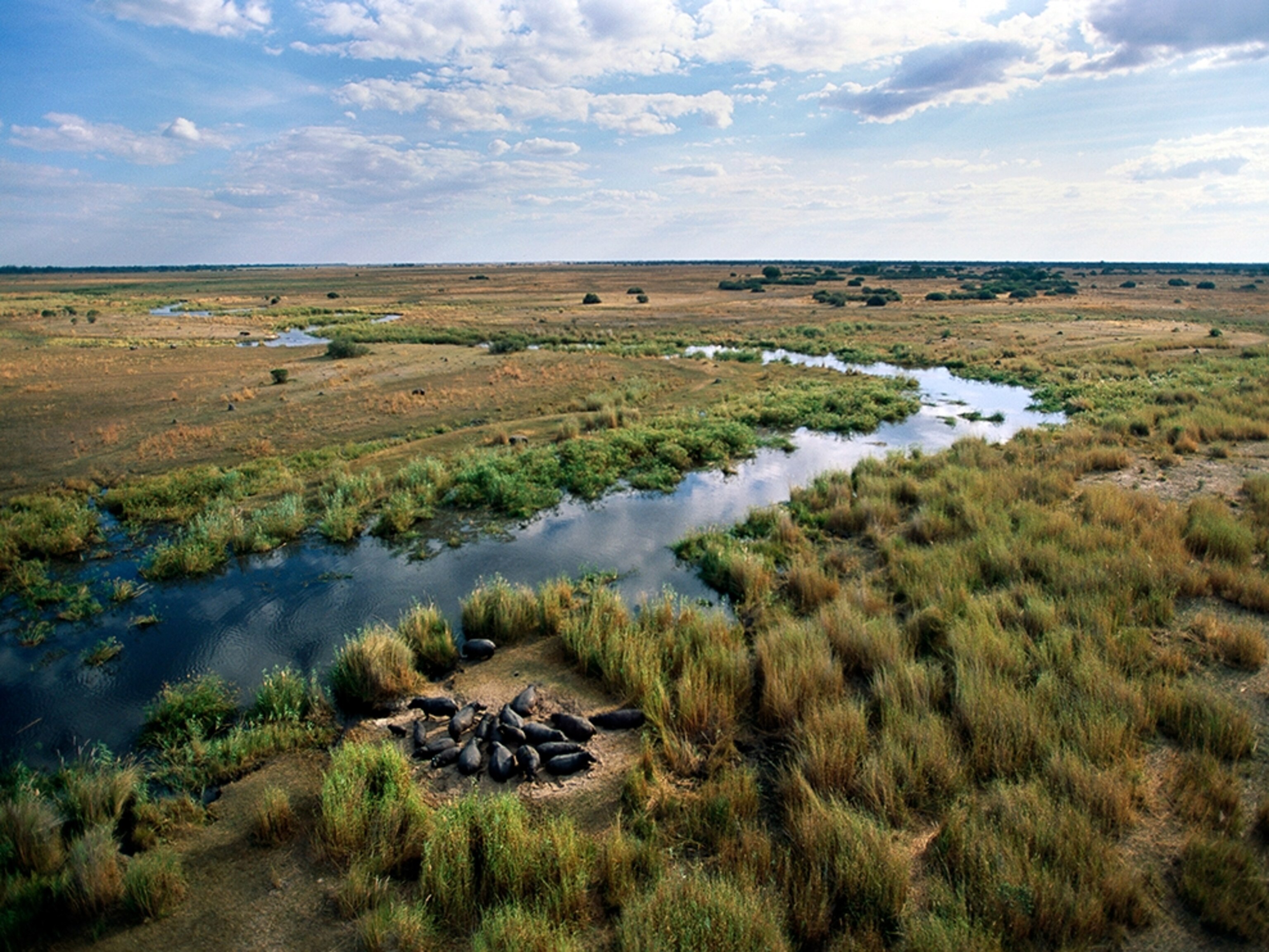 Pictures: 10 Animals to See on a Botswana Safari -- National Geographic ...
