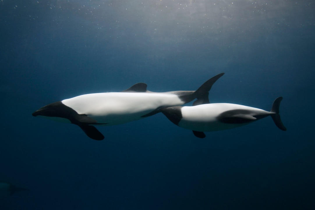 Baby Commersons Dolphin