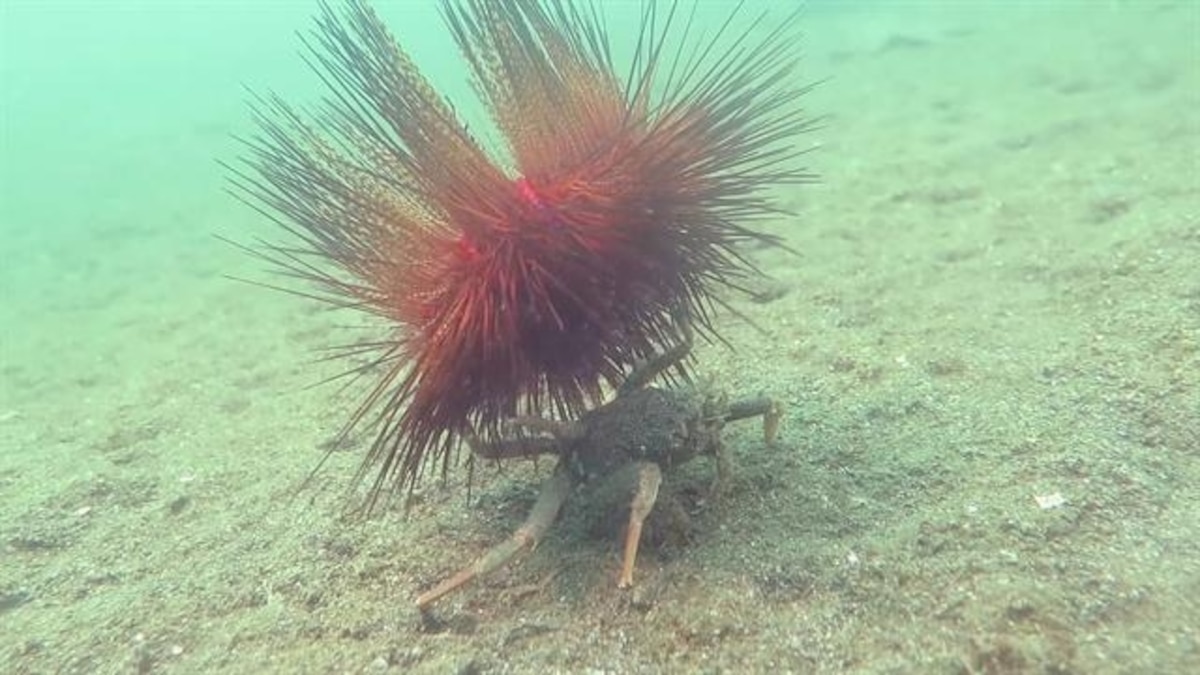 Watch a Colorful Sea Urchin Hitch a Ride on a Crab | National Geographic