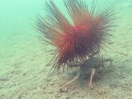 Sea Urchin