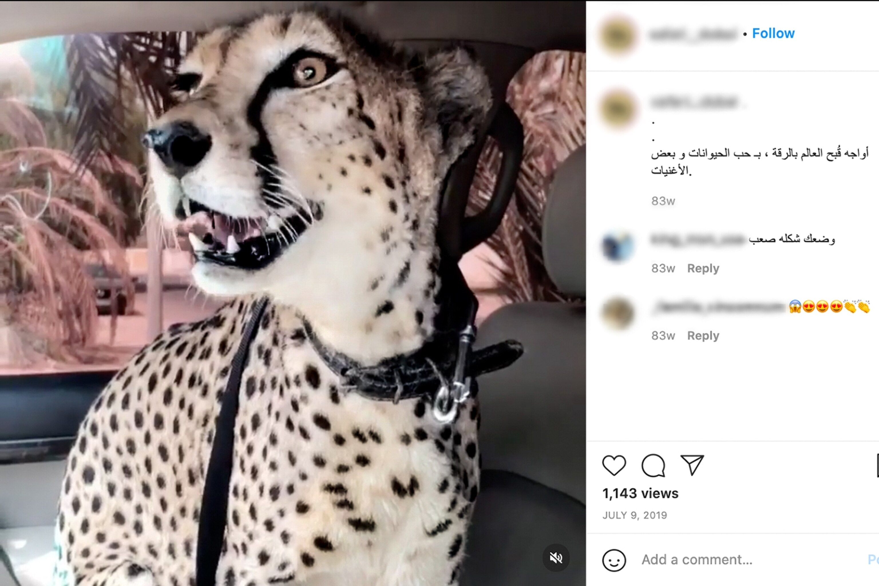 How trafficked cheetah cubs move from the wild and into your Instagram feed
