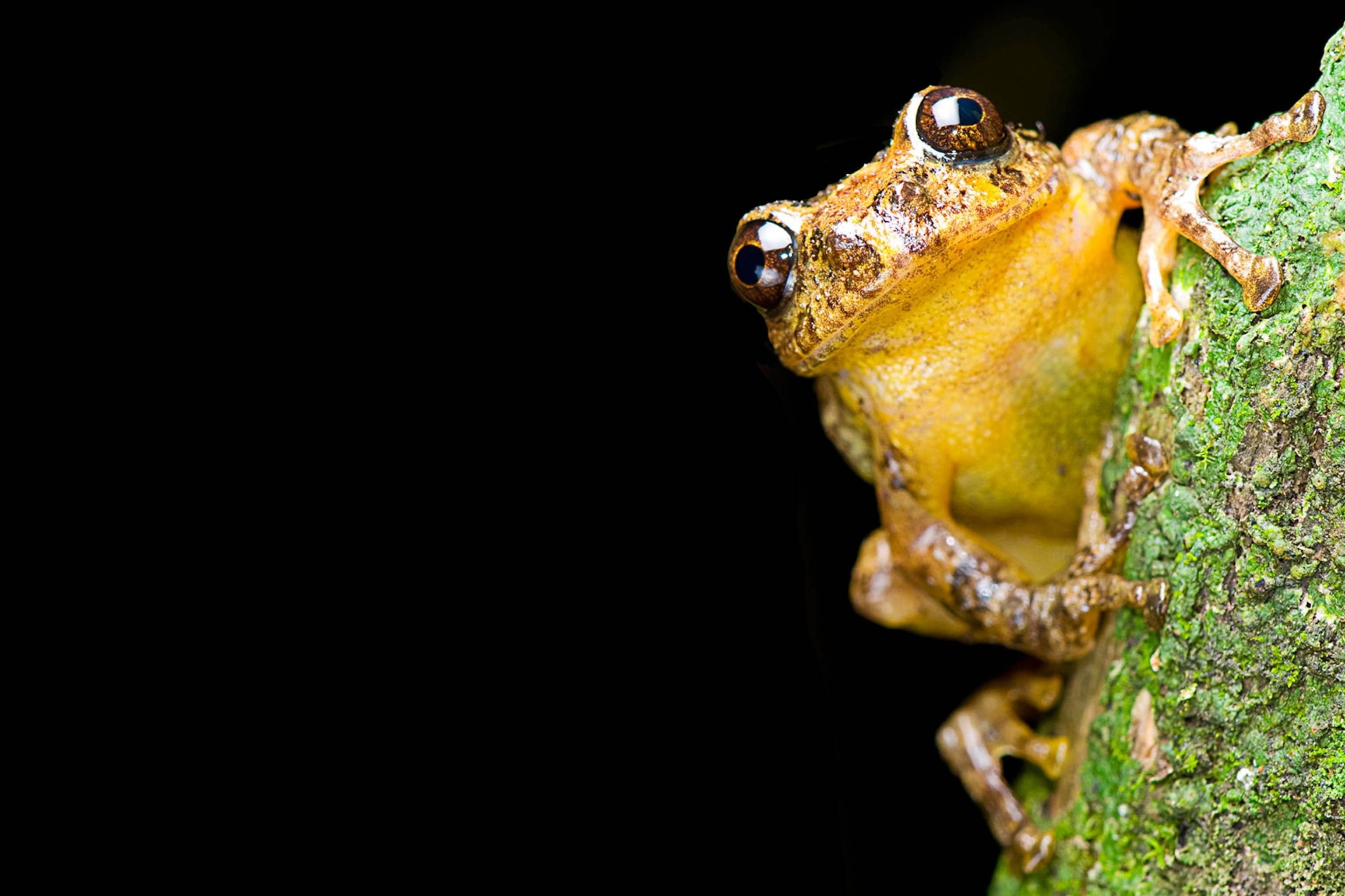 'Extinct' Frog Rediscovered After 150 Years, Eats Mom's Eggs