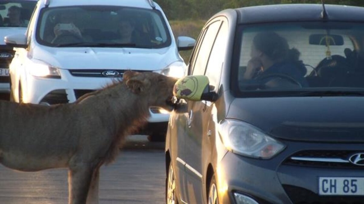 Curious Lion Bites Tourist's Car Door on Safari | National Geographic