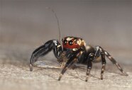 To Study Vampire Spiders Build Frankenstein Mosquitoes National To Study Vampire Spiders Build Frankenstein Mosquitoes National