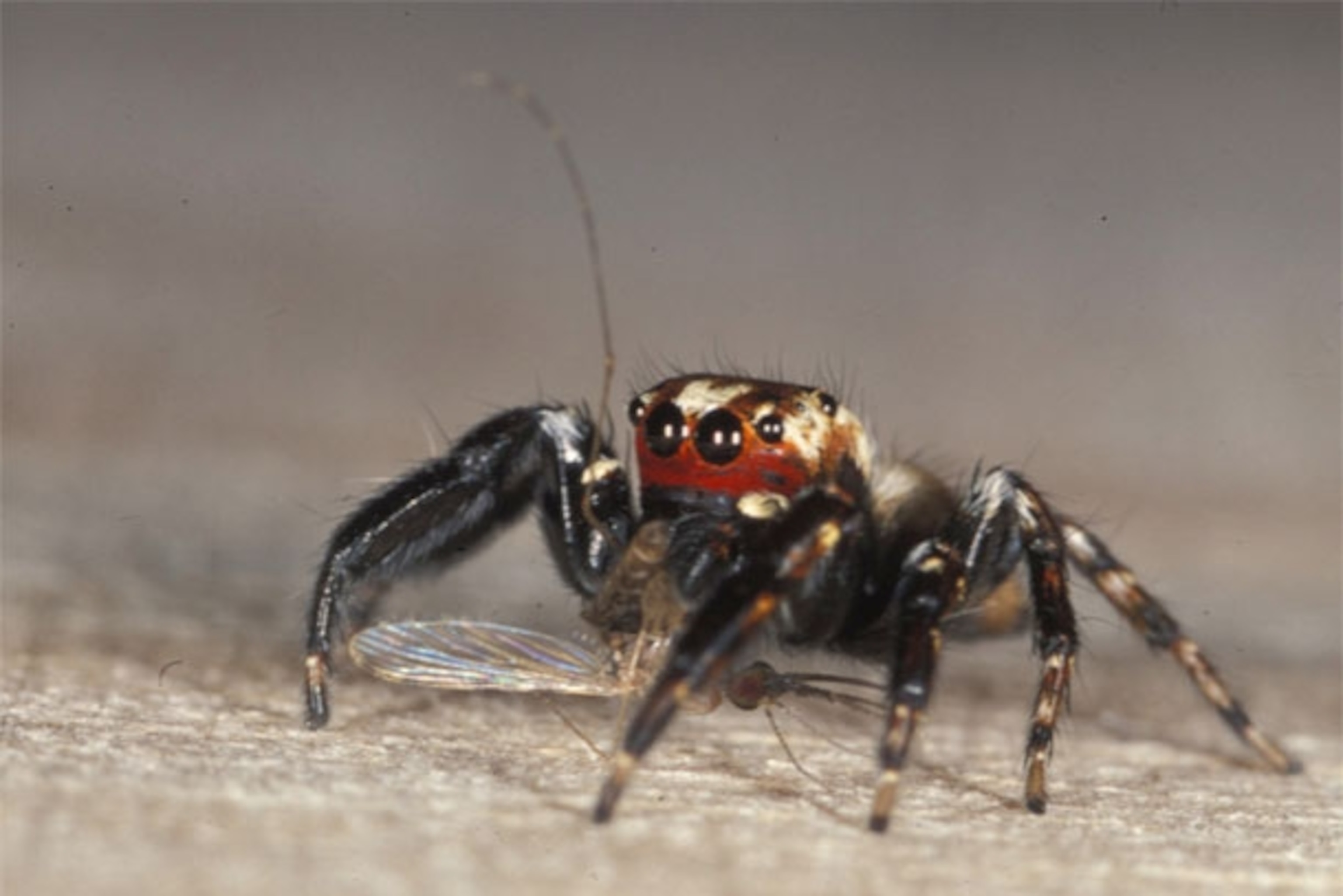 To study vampire spiders, build Frankenstein mosquitoes