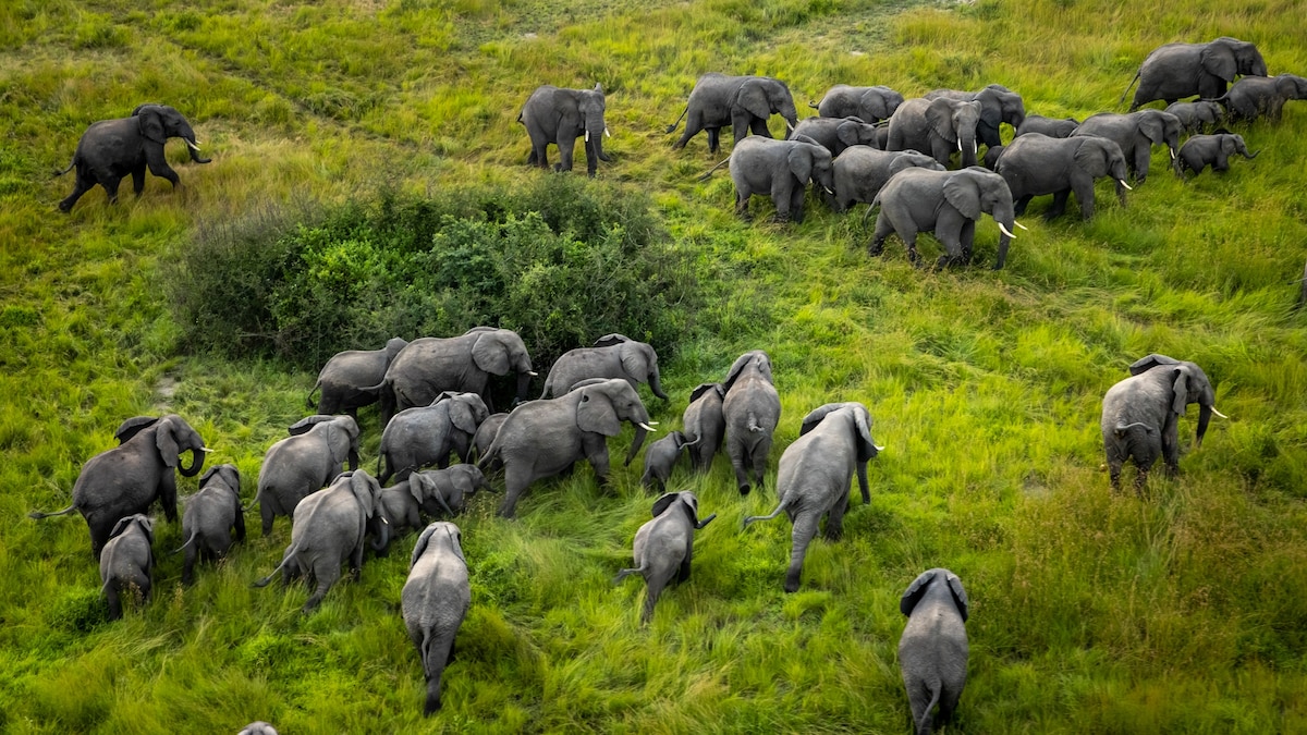 African elephants return to embattled Virunga National Park | National ...