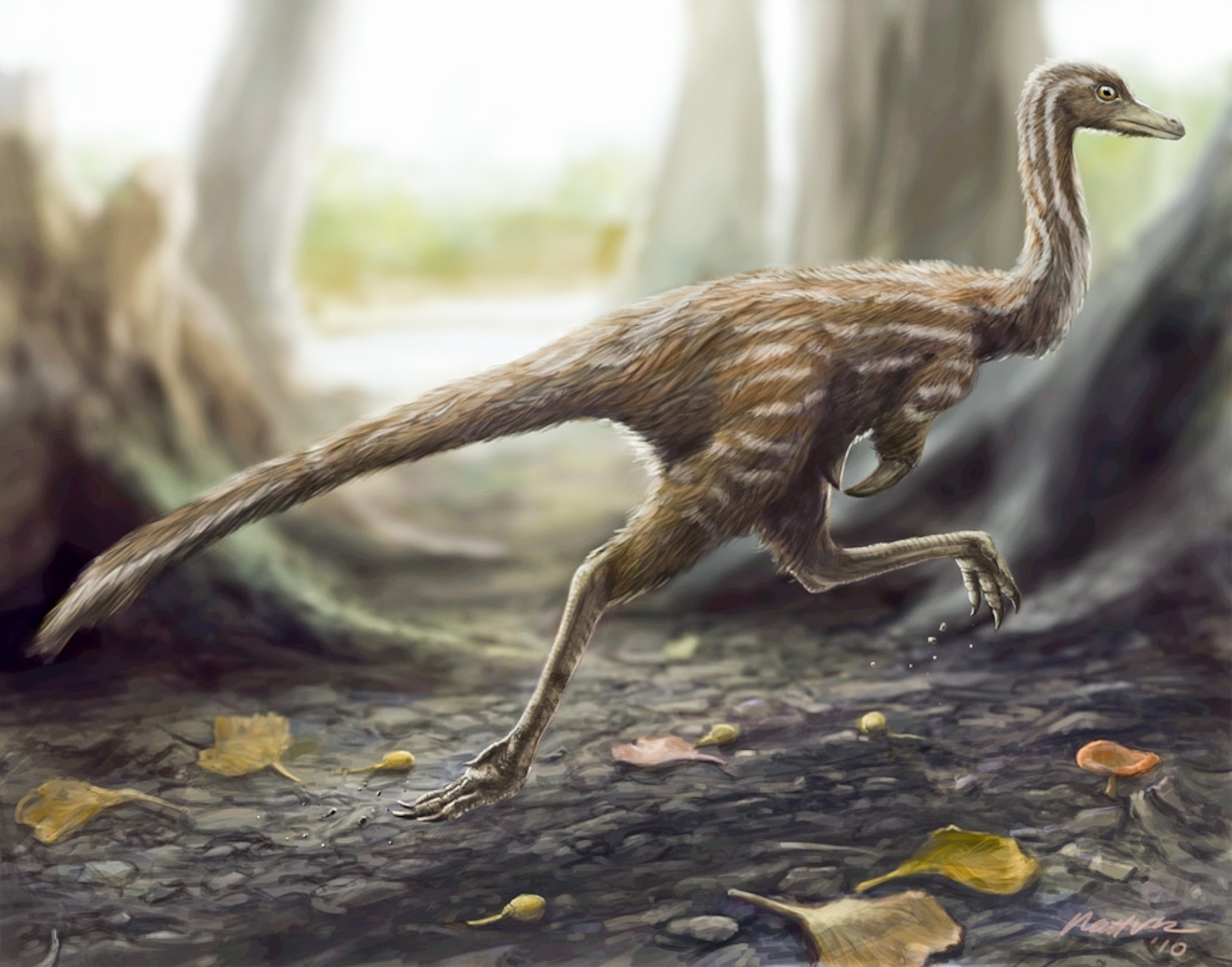 New "Roadrunner" Dinosaur Found in China | National Geographic