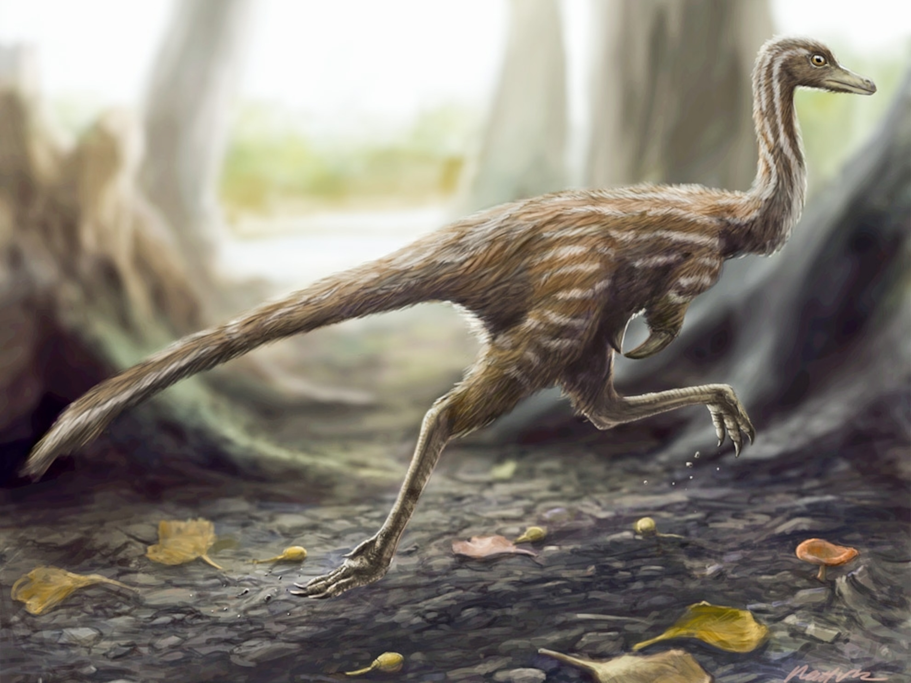New "Roadrunner" Dinosaur Found in China