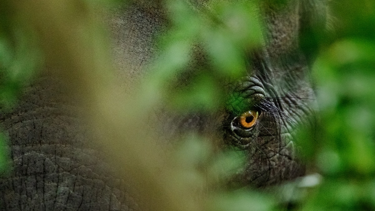 How a warming climate threatens Africa’s endangered forest elephants ...