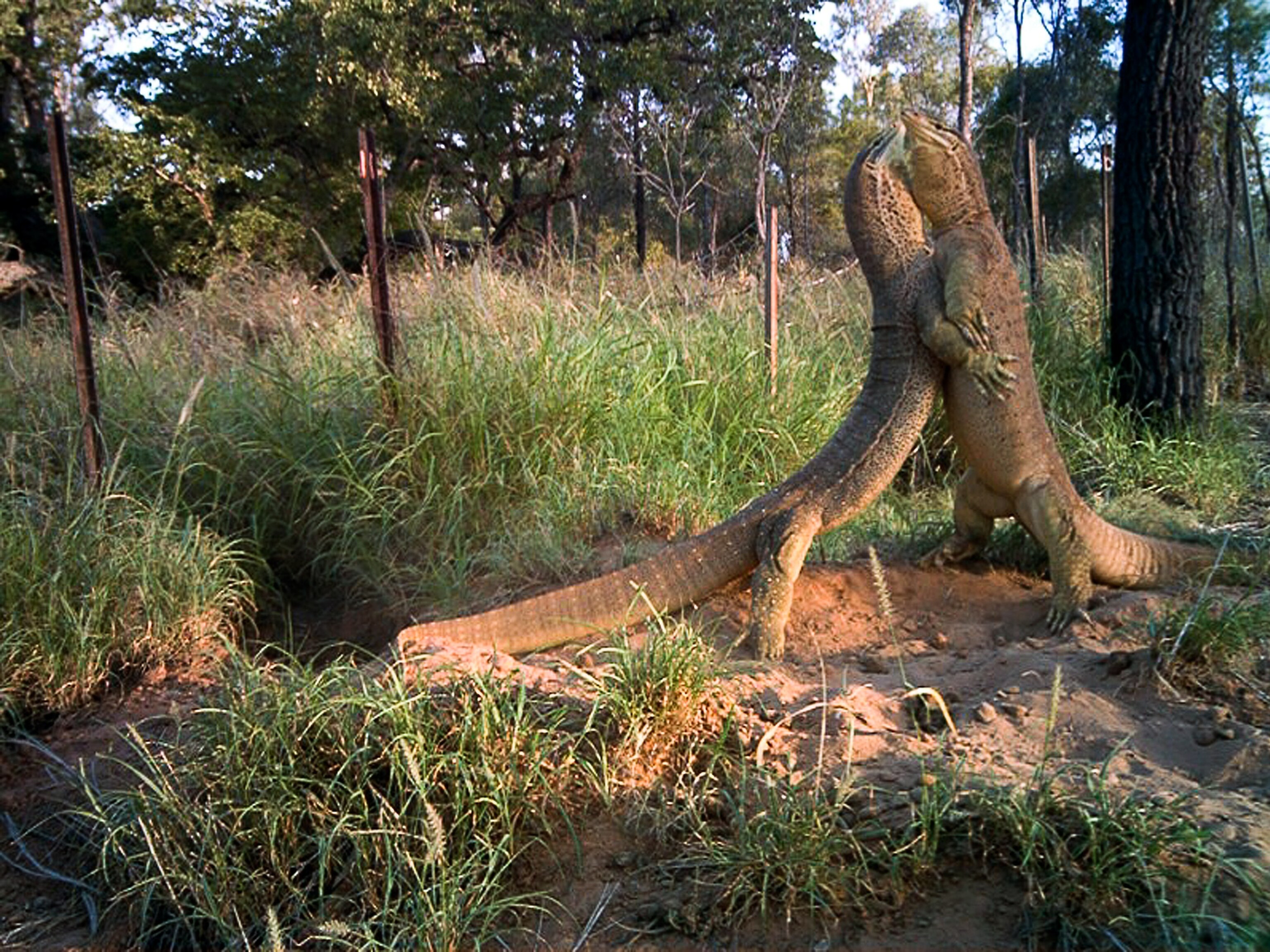 Photos: Best Camera-Trap Pictures of 2012