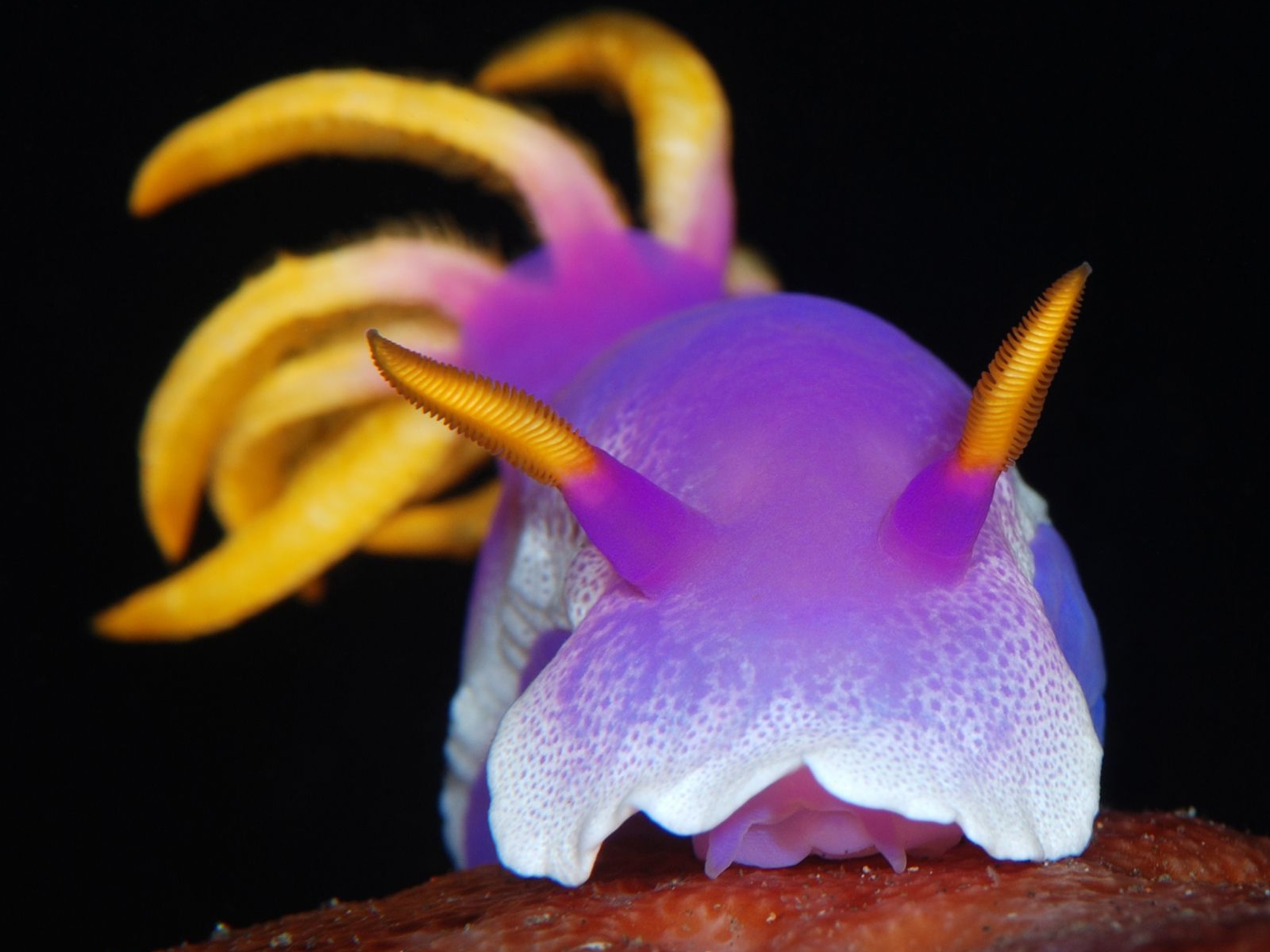 Meet the Adorable "Sea Bunny" Taking Over the Internet