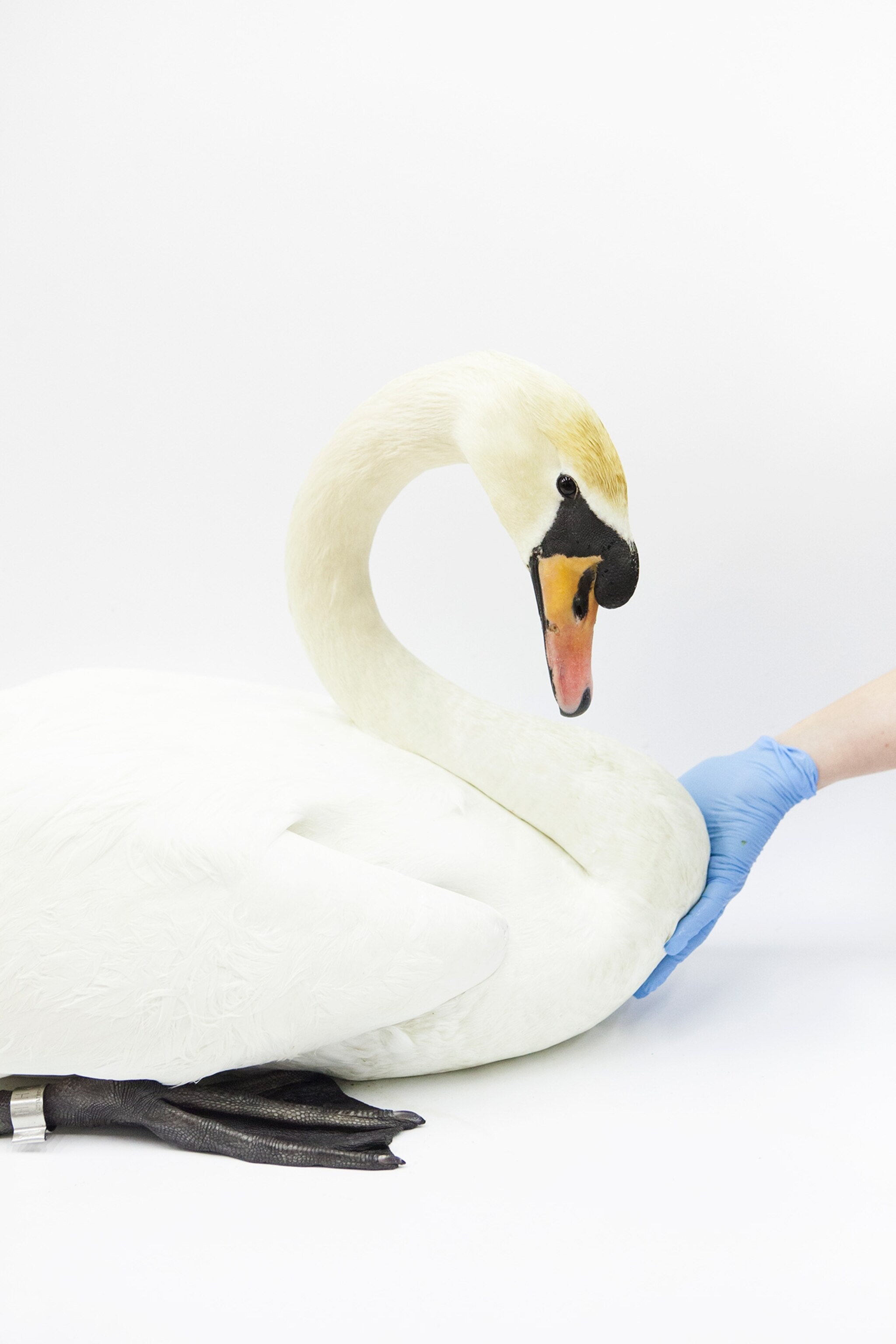 Human Hands Hold the Fate of These Fragile Birds | National Geographic