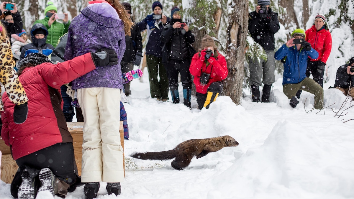 Return of weasel-like fishers finally gives Washington State all its ...