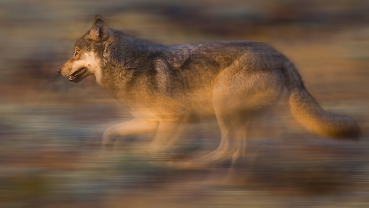 Wolves have made a remarkable recovery in the U.S. So why are they ...