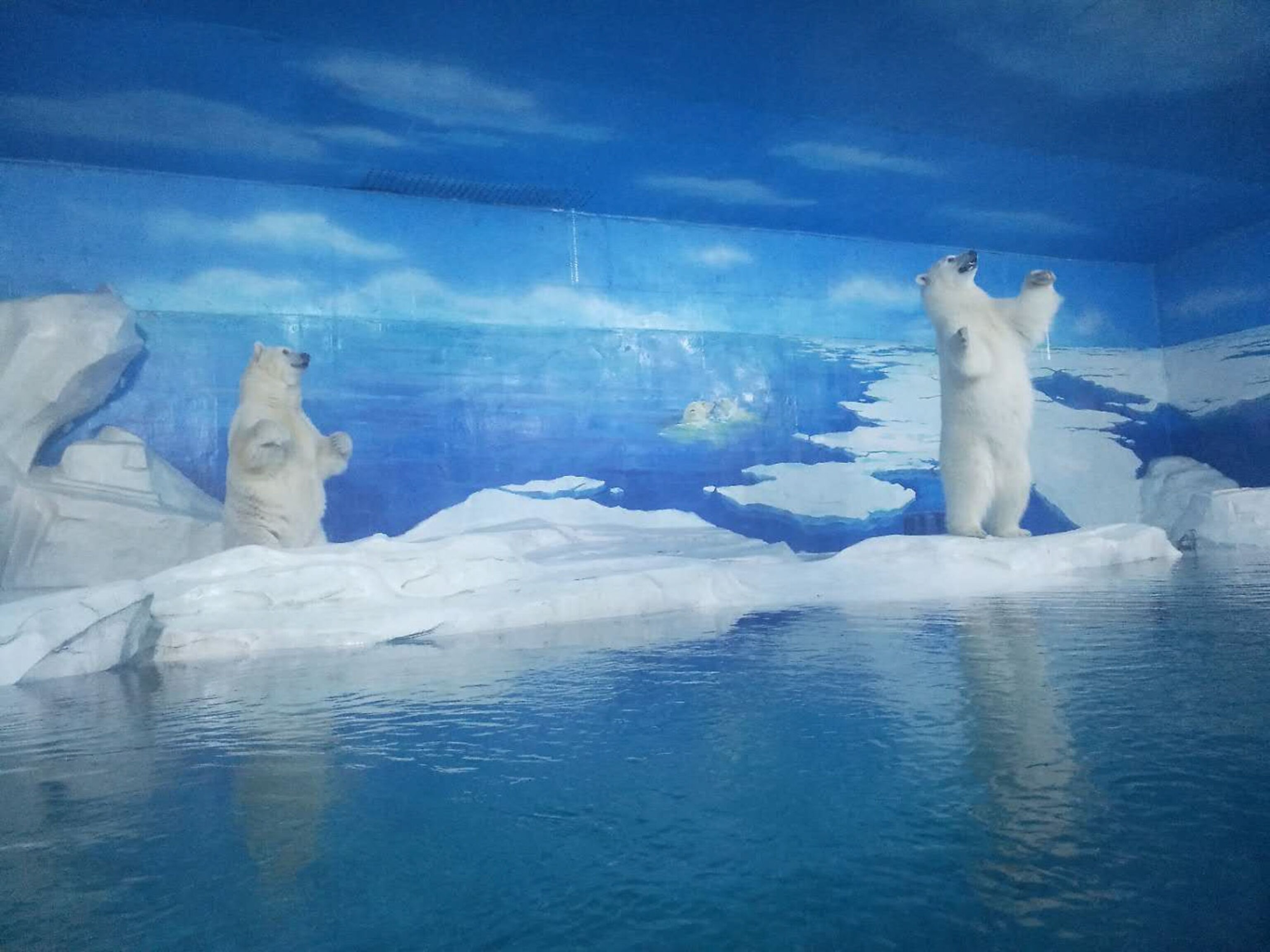 Nearly Two Years Later, Pizza the Polar Bear No Longer Sad?