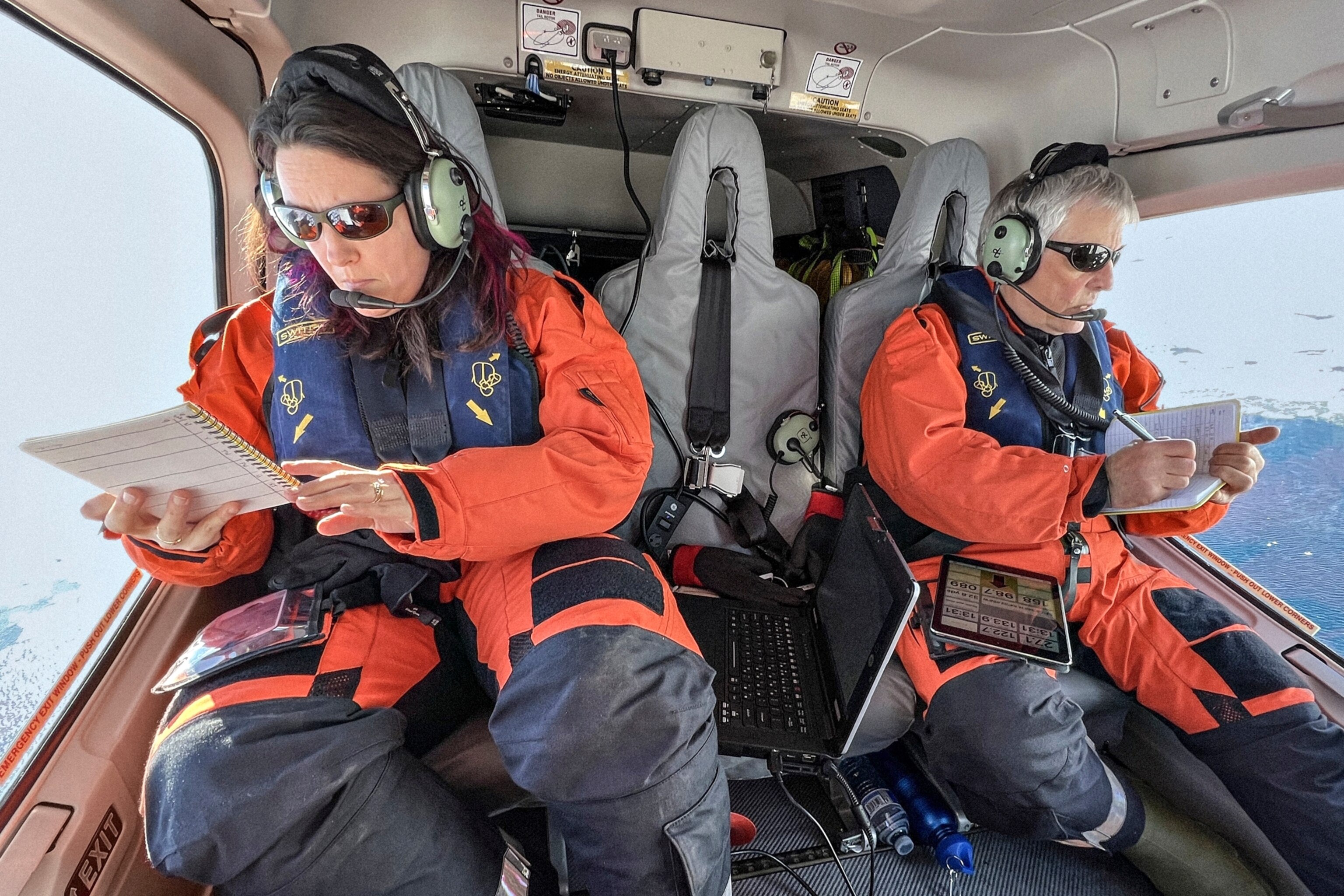 Meet the harp seal—one face of the climate crisis