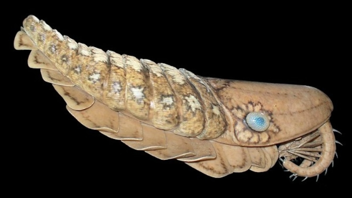 The Long-Lived Legacy of the Cambrian’s “Wonderful Life” | National ...