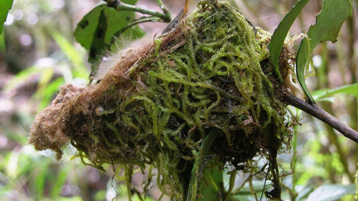 A Living Nest? | National Geographic