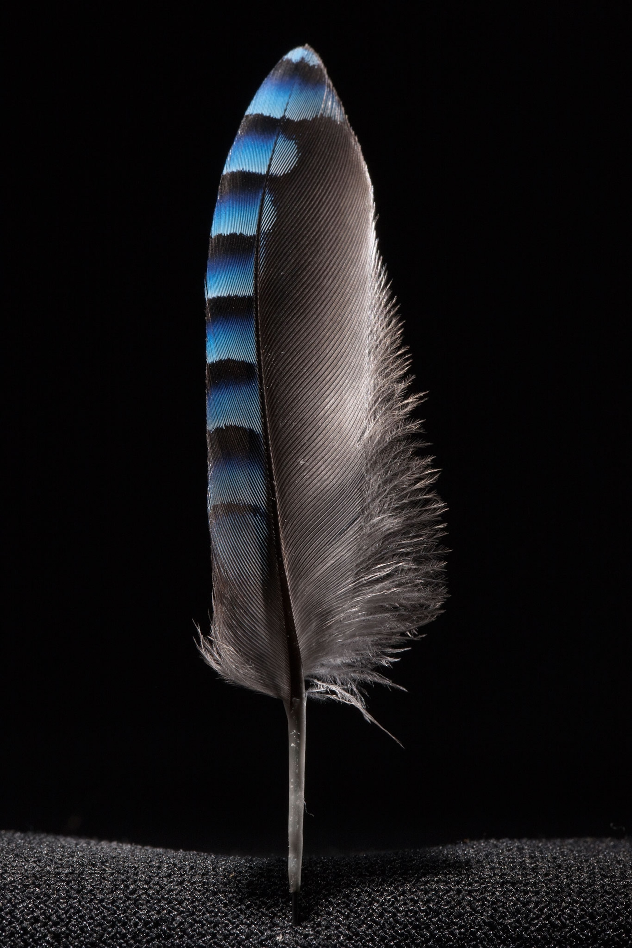 These Stunning Photos of Feathers Will Tickle Your Fancy