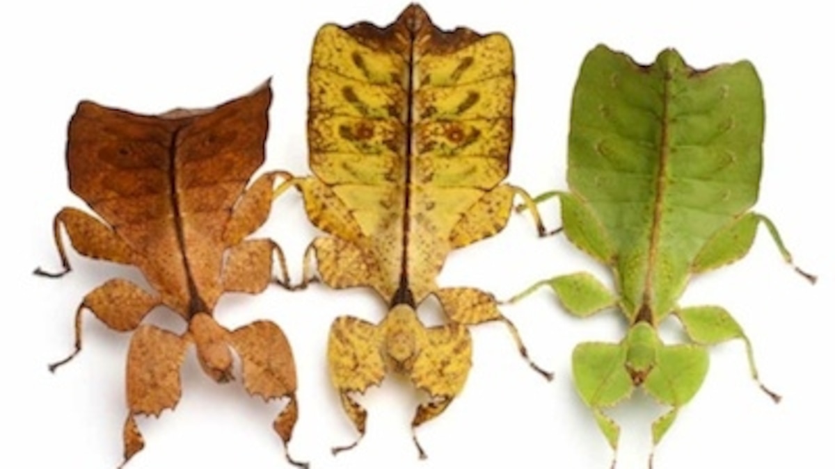 Presenting "Evolution: Making Sense of Life" (and a free app ...