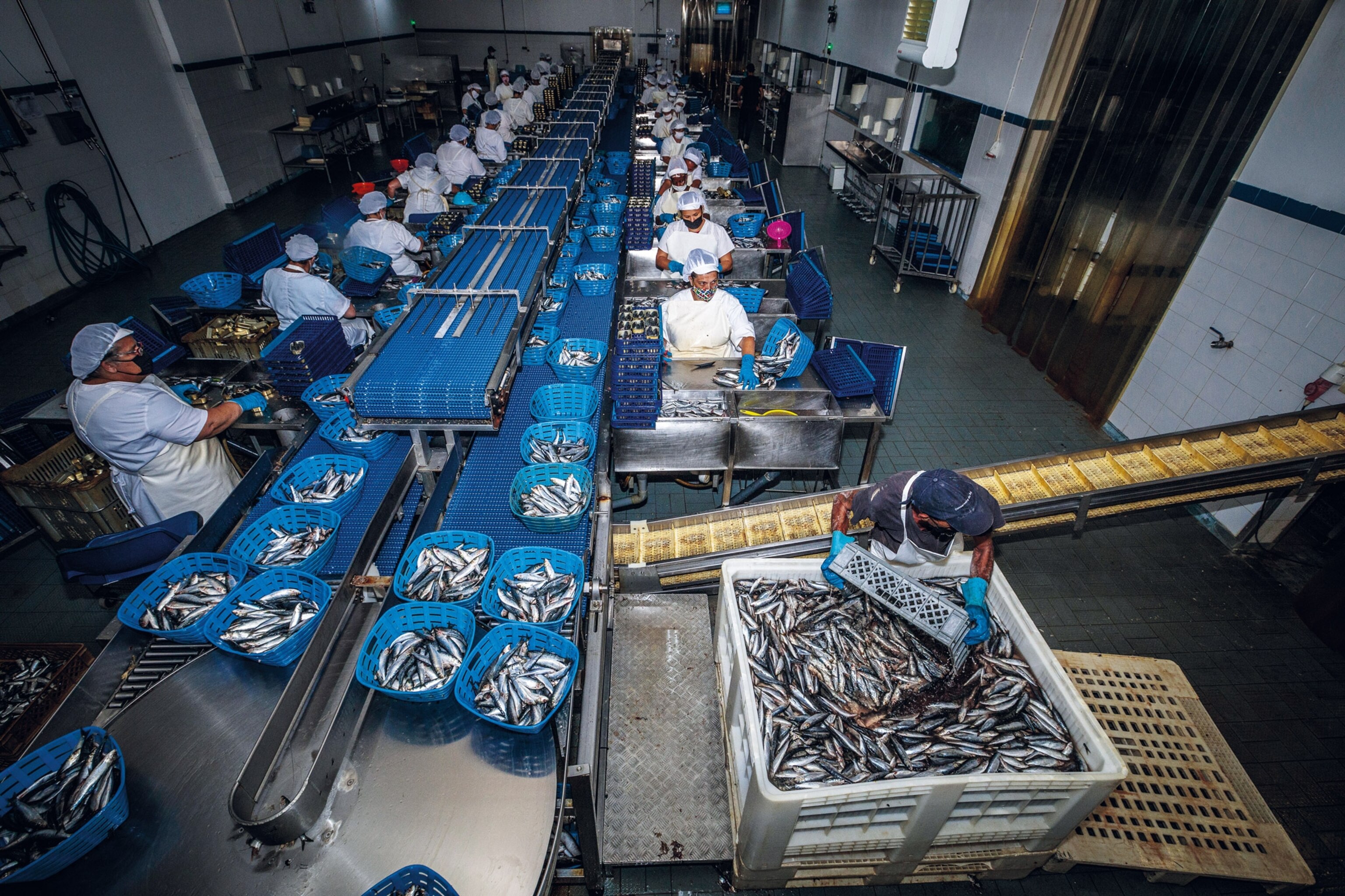Can Portuguese sardines make a comeback?