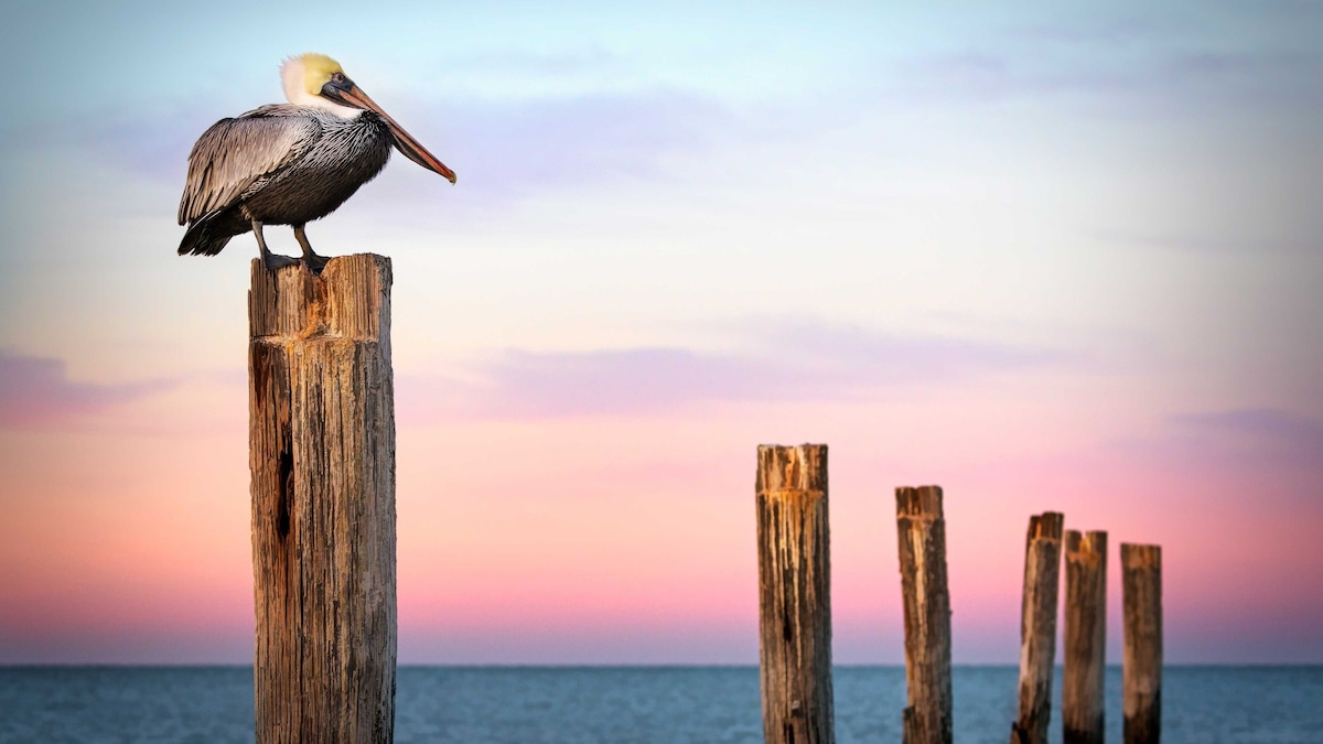 Six waterfront destinations to discover in Fort Myers, Florida ...