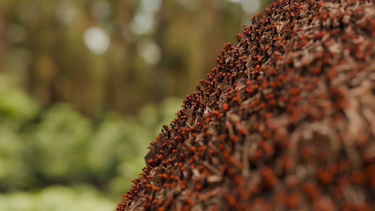Inside the ant colony: the survival of wood ants | National Geographic