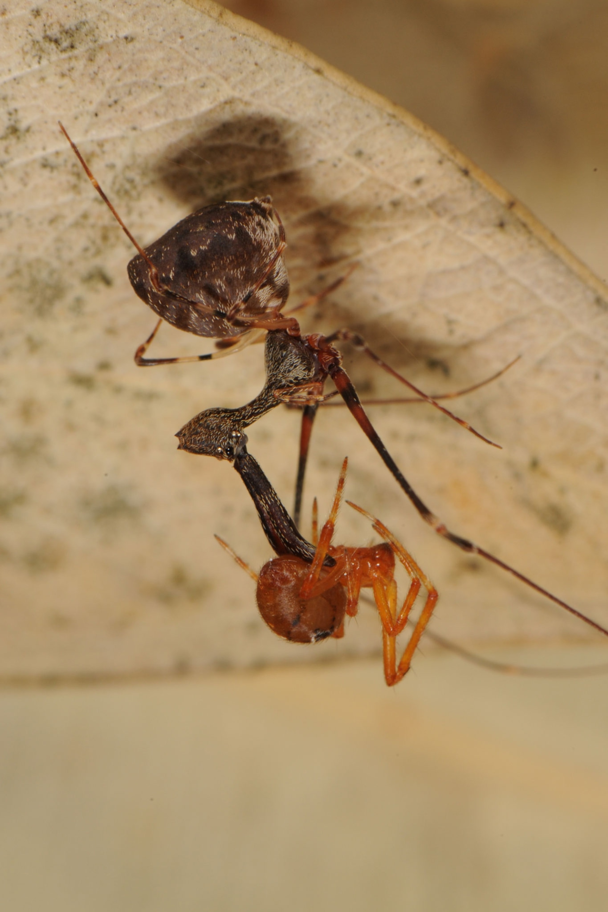 18 Spider-Killing Spiders Discovered—And They Look Like Pelicans