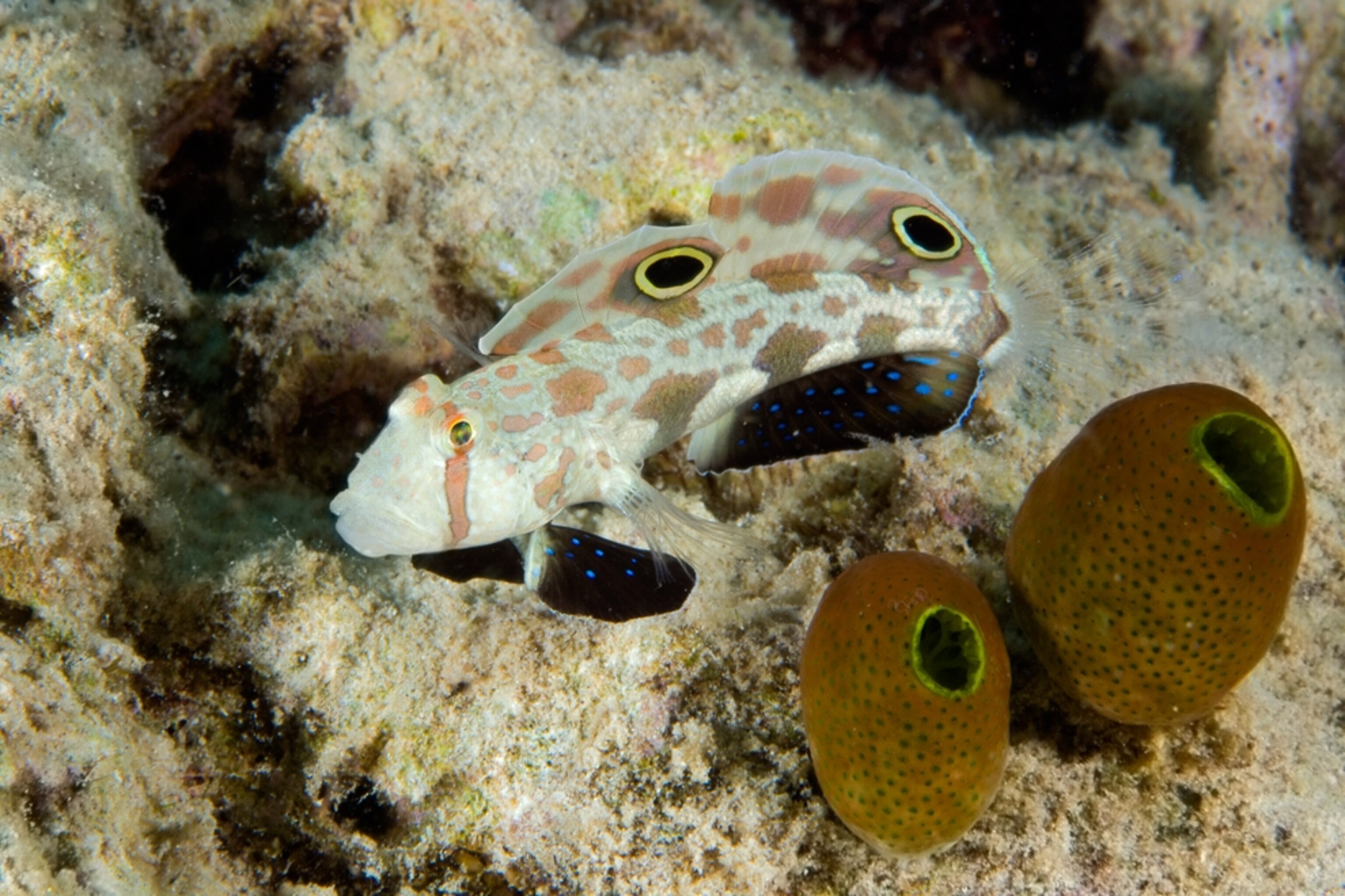 Masters of Deception: 5 Two-Faced Species