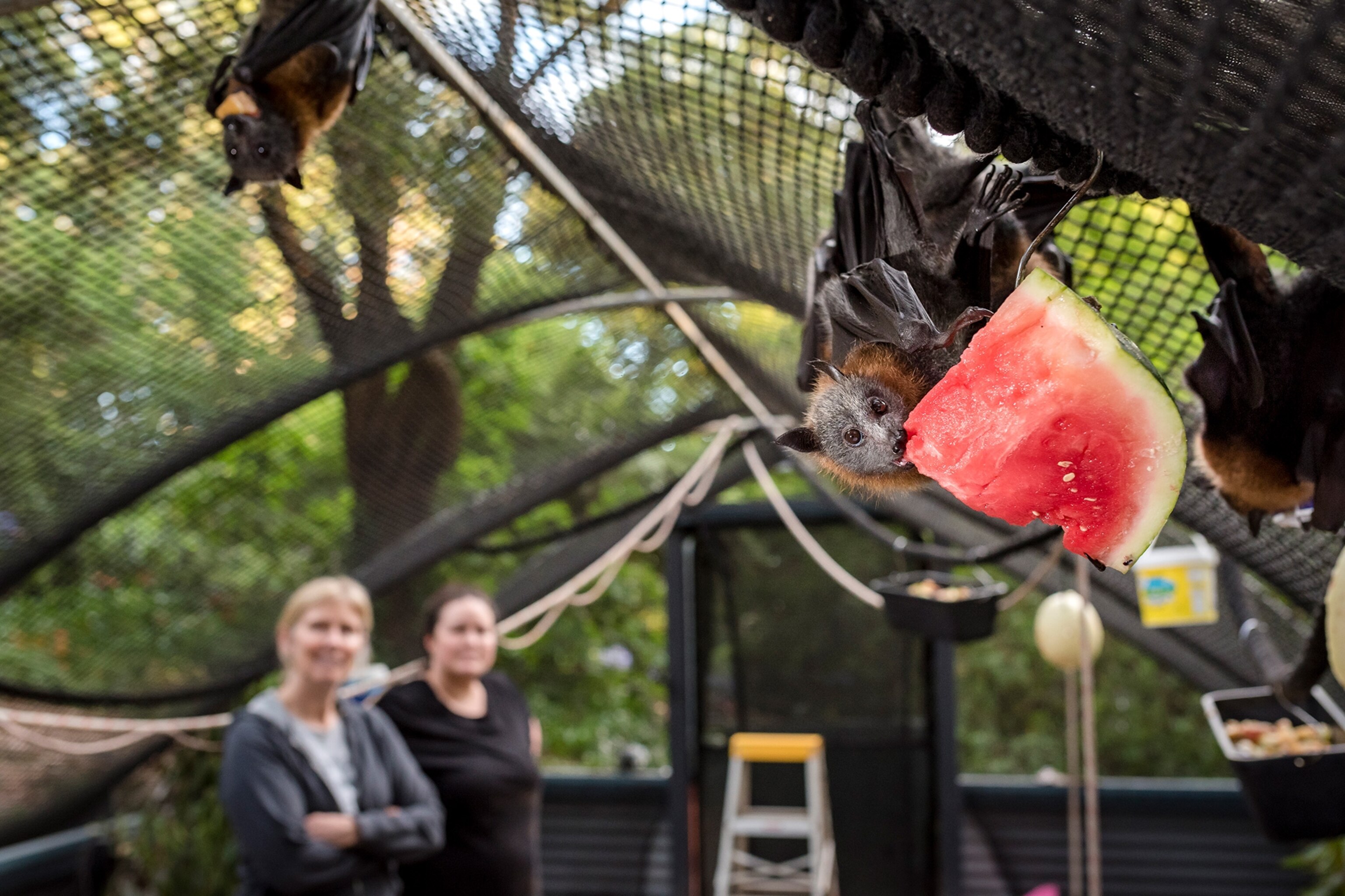 Meet Australia's urban flying foxes—and the people trying to help them