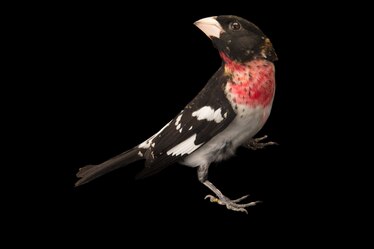 Rose Crested Grosbeak First Summer