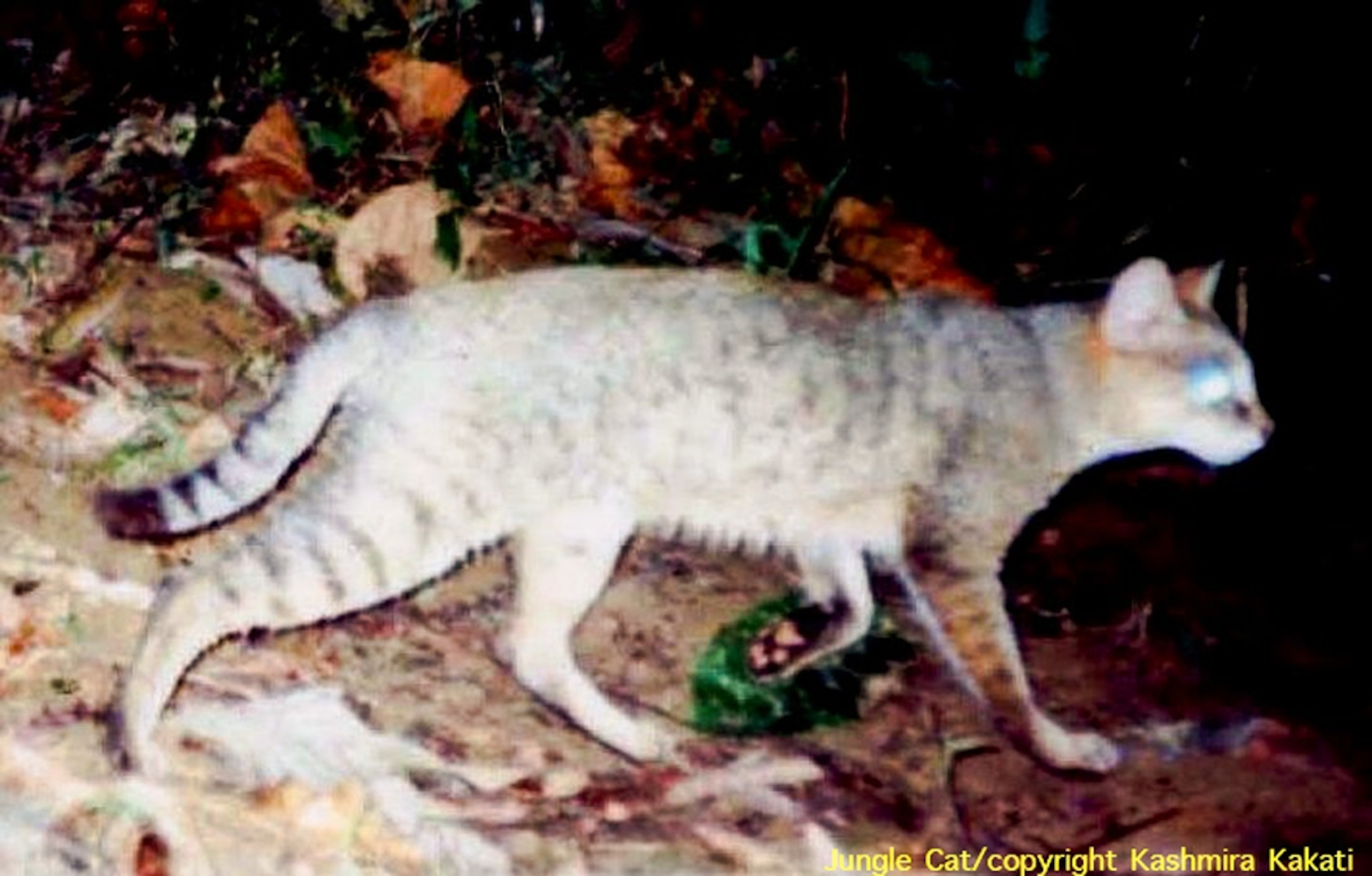 Pictures: 7 Cat Species Found in 1 Forest—A Record
