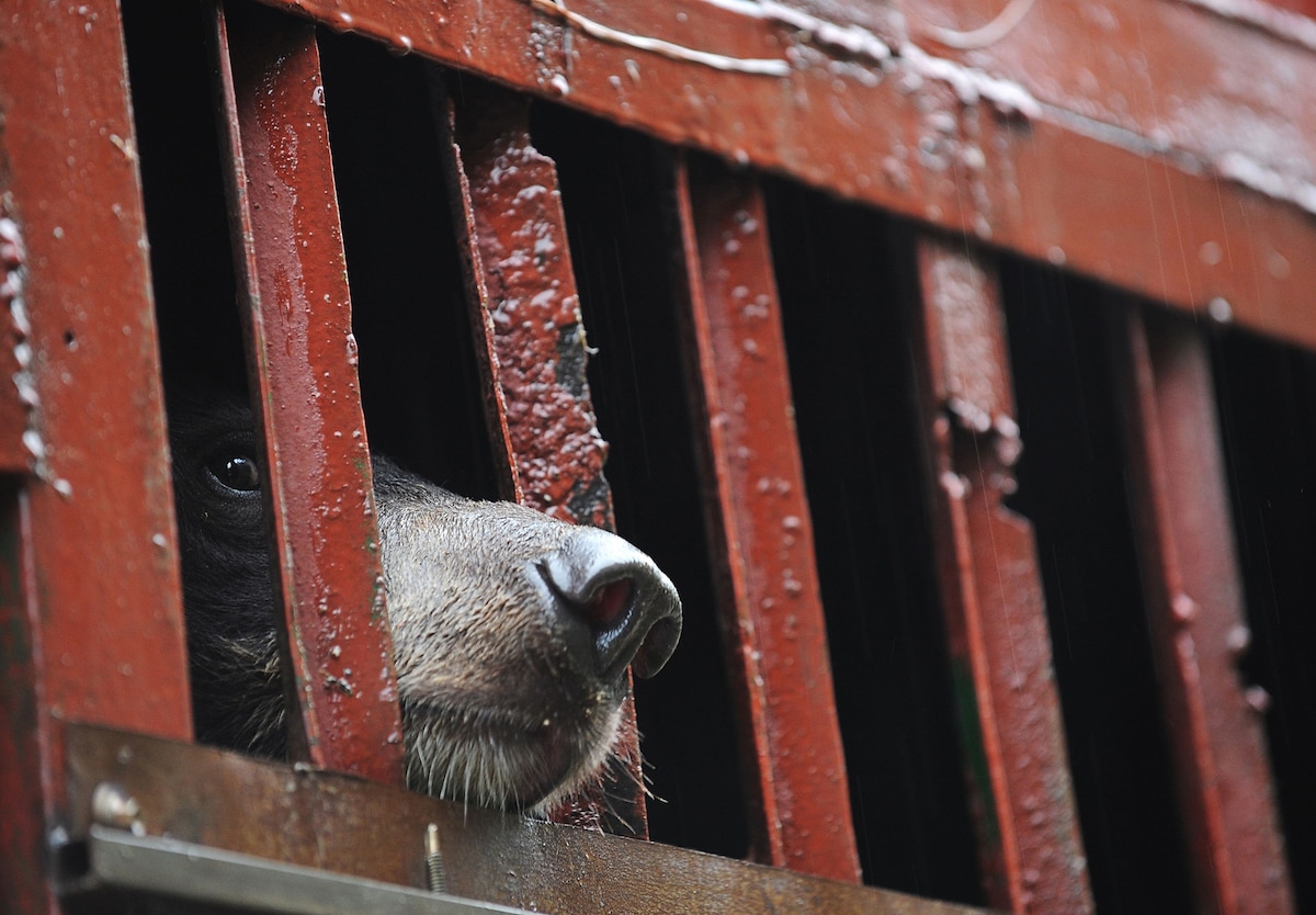Inside the Disturbing World of Bear-Bile Farming