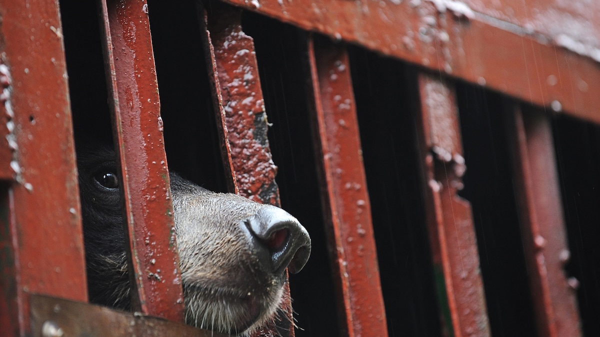 Inside the Disturbing World of Bear-Bile Farming | National Geographic