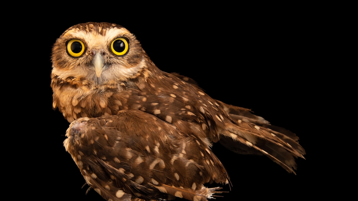 Burrowing owl | National Geographic