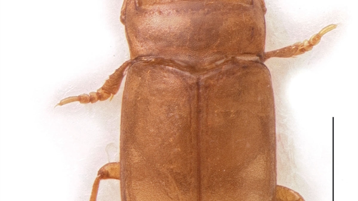 Diving Beetle, First Found in Bathtub, Rediscovered 30 Years Later ...