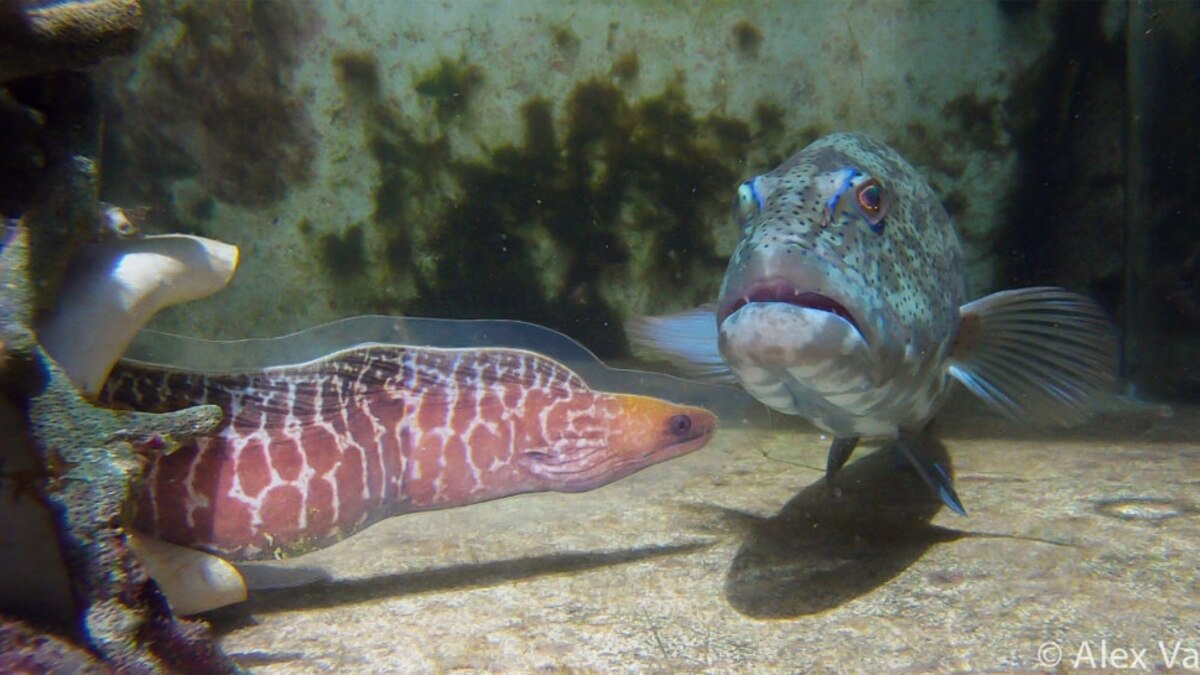When Your Prey’s in a Hole and You Don’t Have a Pole, Use a Moray ...