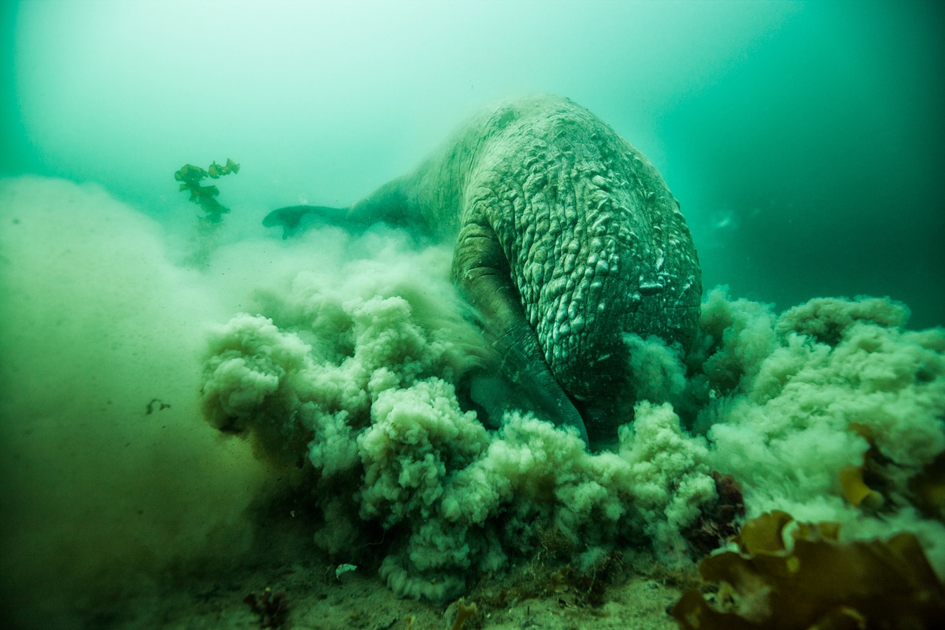 The Unexpected Walrus