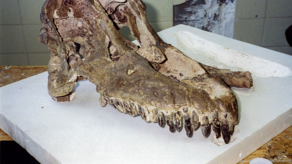 New Droopy Dinosaur Hung Its Head Like an Enormous Eeyore | National ...