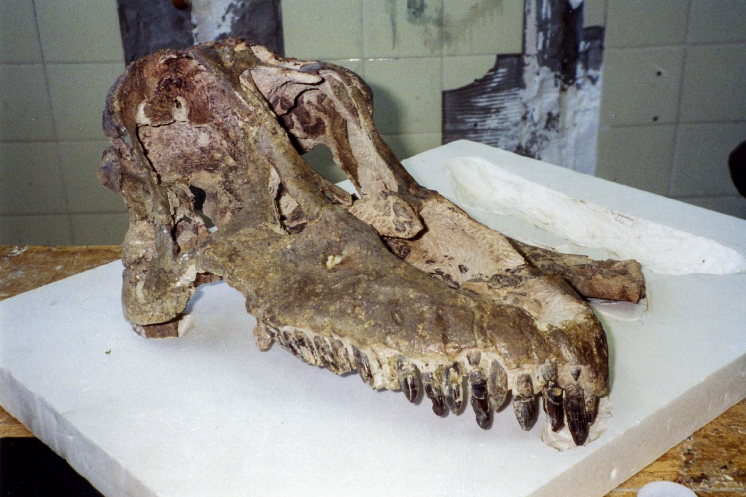 New Droopy Dinosaur Hung Its Head Like an Enormous Eeyore