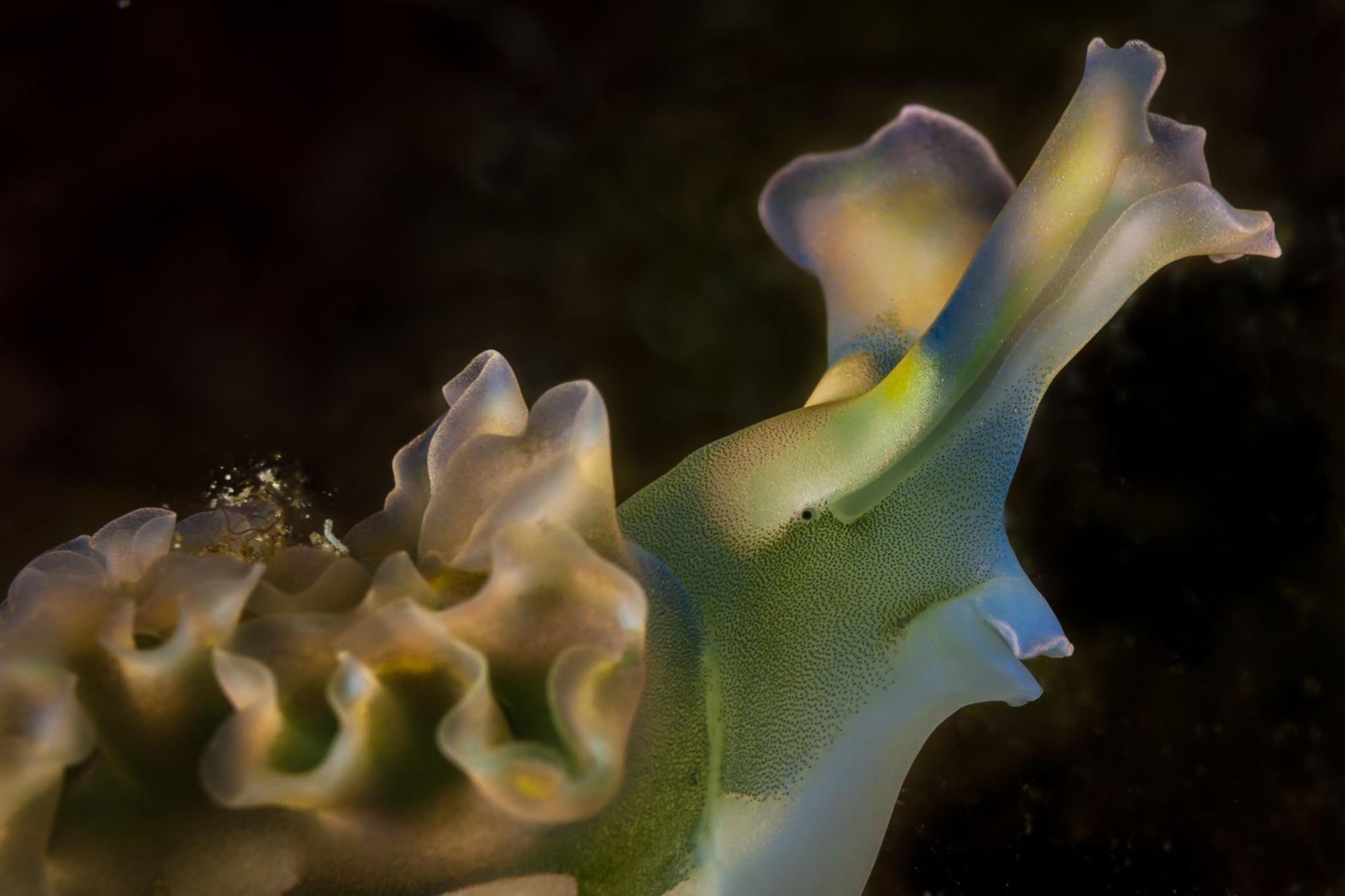 Meet the Adorable "Sea Bunny" Taking Over the Internet