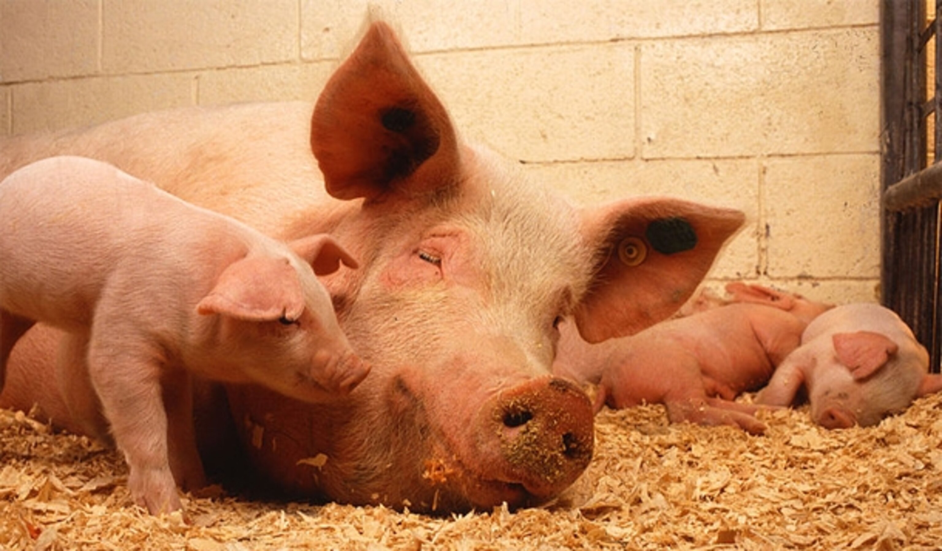 New virulent strain of flu found in healthy Korean pigs | National ...