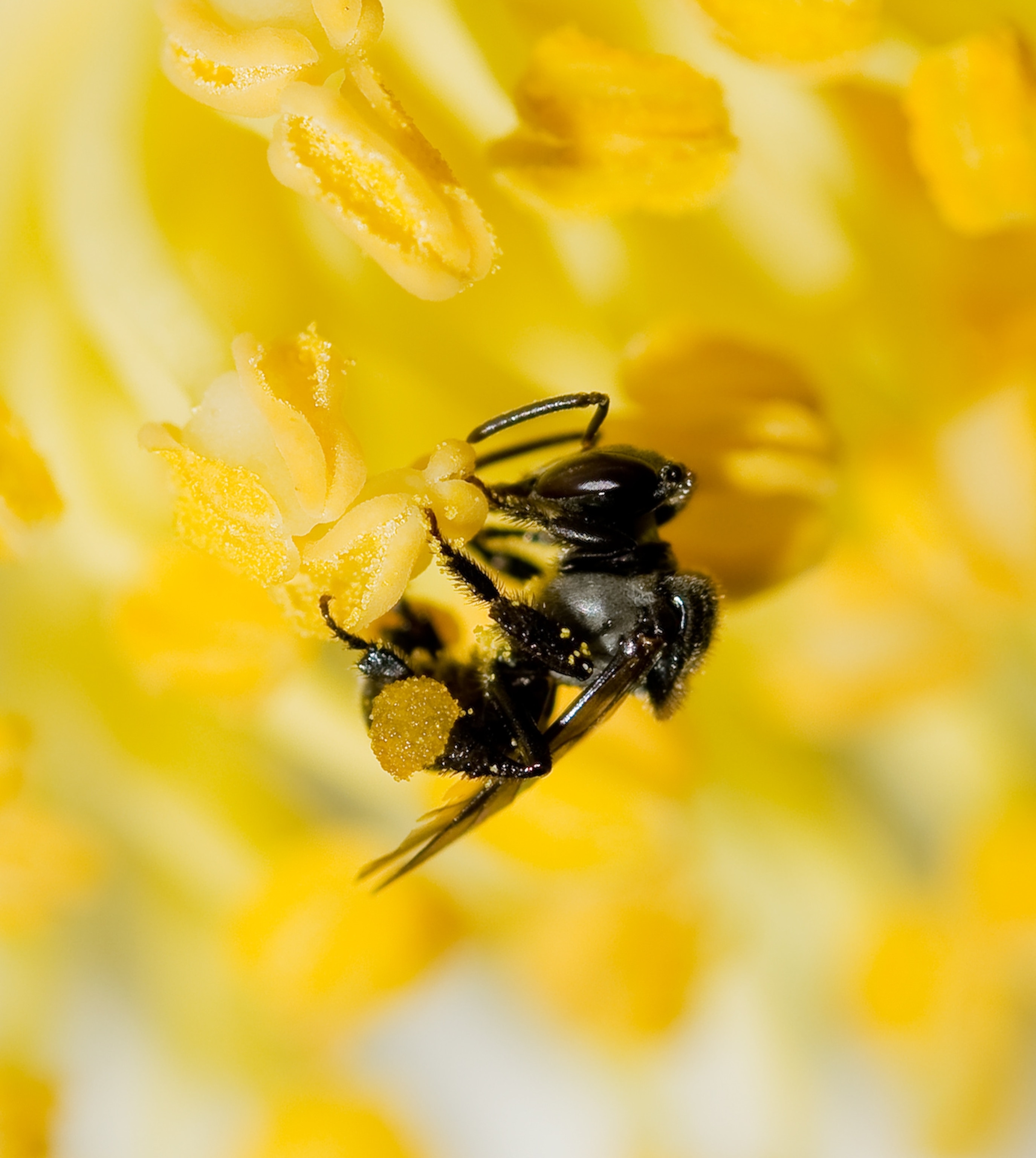 Bees Wage Surprisingly Violent Wars—And Females Do the Fighting ...