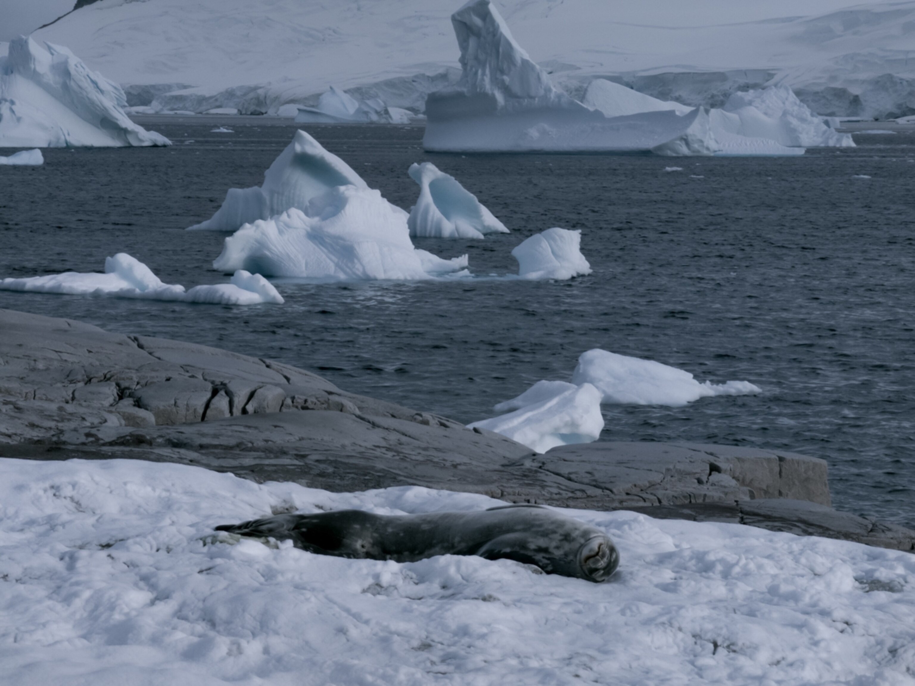 Going wild in Antarctica