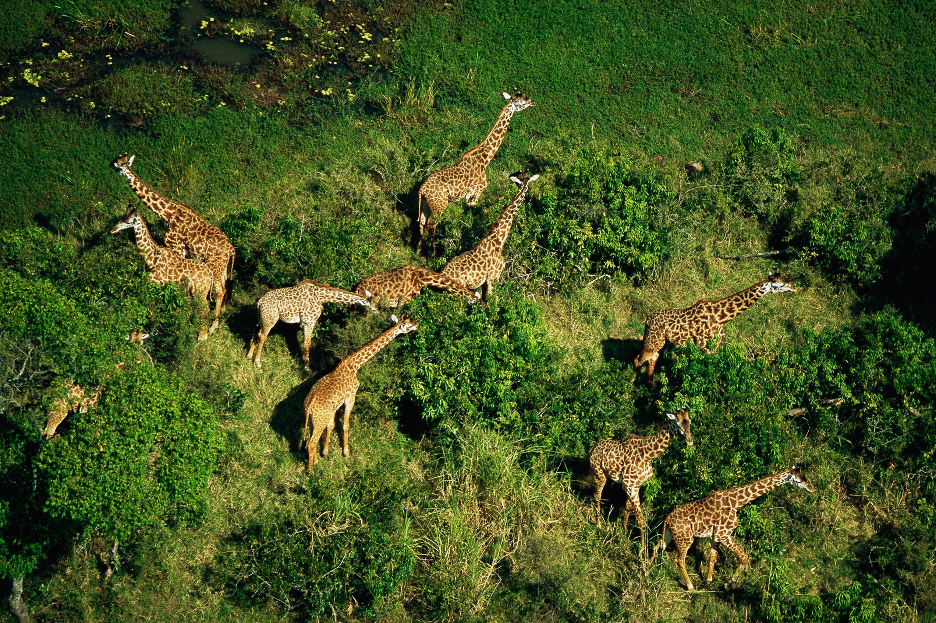 Inside the Fight to Stop Giraffes’ ‘Silent Extinction’