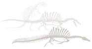 Spinosaurus Skeleton Logo Spinosaurus Skeleton Logo