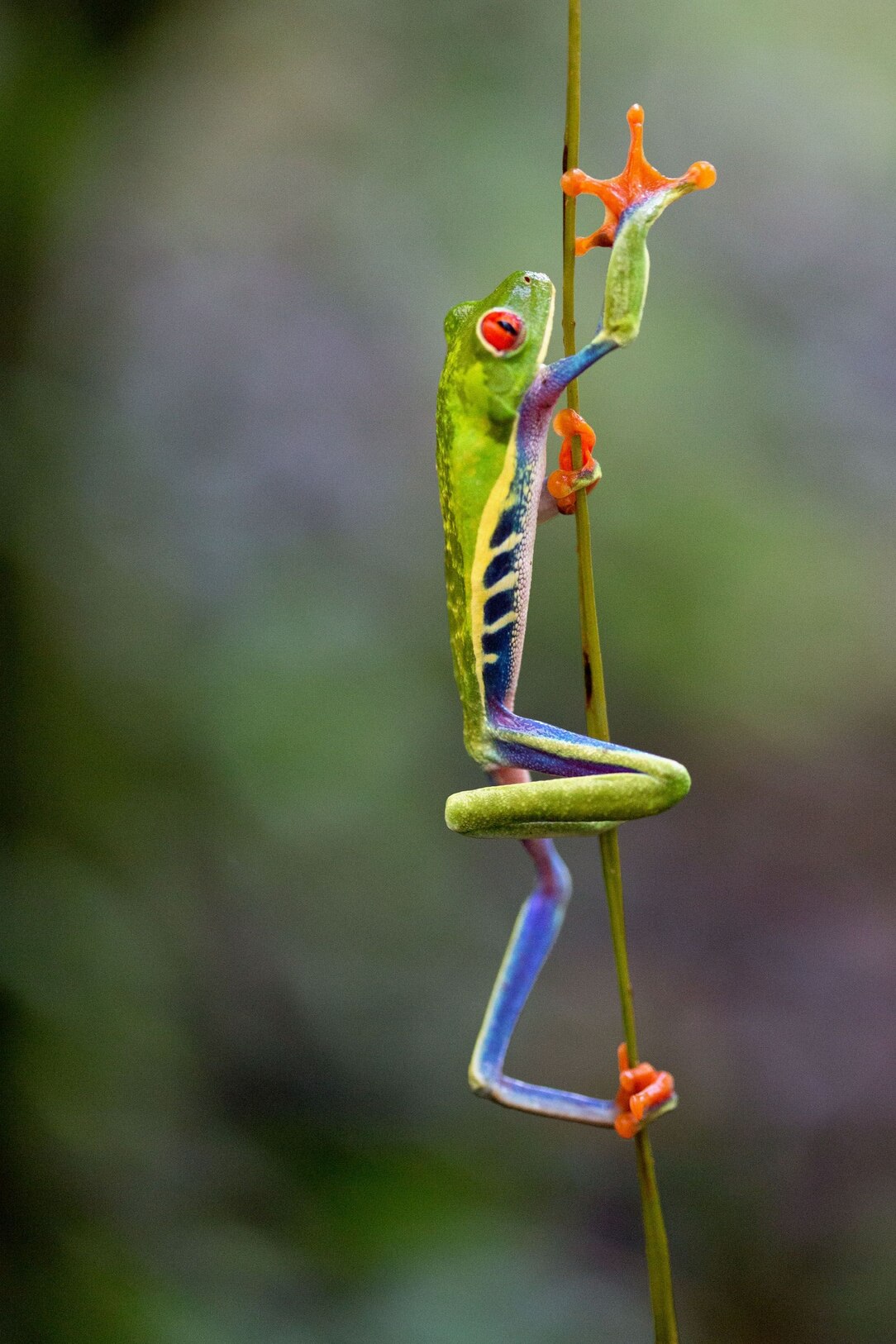 Red Eyed Tree Frog Jumping